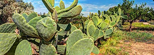 SelpLine | Nagfani/prickly pear Live Plant : Amazon.in: Garden & Outdoors