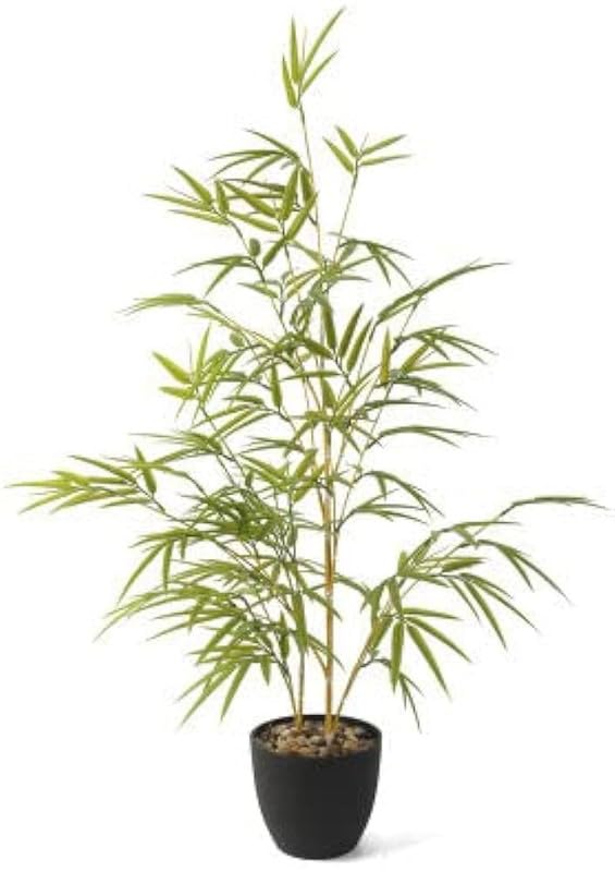Organic Golden Chinese Bamboo Pack of 1 : Amazon.in: Garden & Outdoors