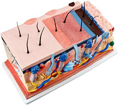 Buy Skin Block Model, Structure of Skin And Hair Human Model of the ...