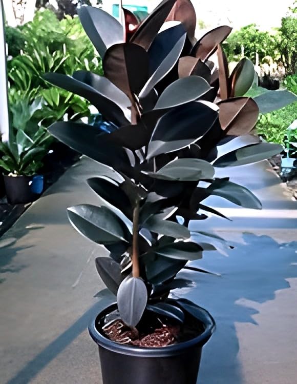 RADHA RANI PLANT HOUSE - Rare Ficus Rubber Plant/Black Prince Rubber ...