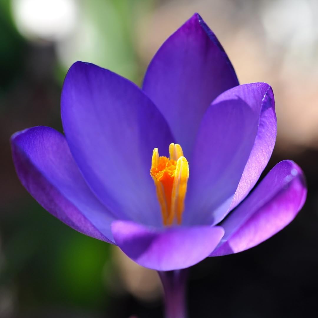 Amazon.com : Rare Crocus Saffron Flower Bulbs for Planting, Crocus ...