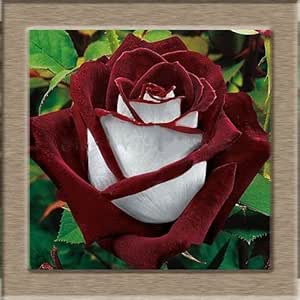 Amazon.com : Fire And Ice Rose Seeds Rose Rare Flower Seeds 100 Seeds ...