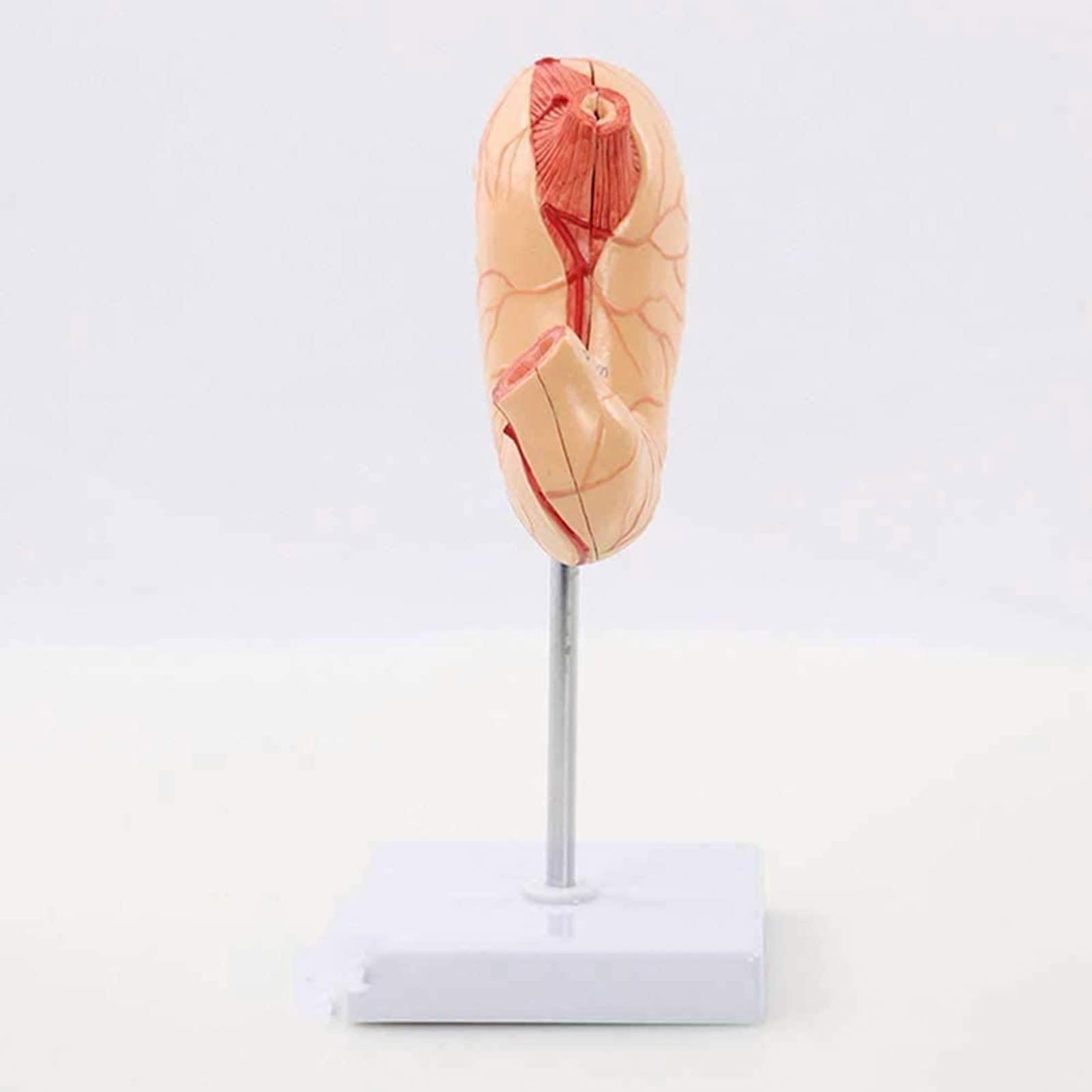 Estómago Humano Real