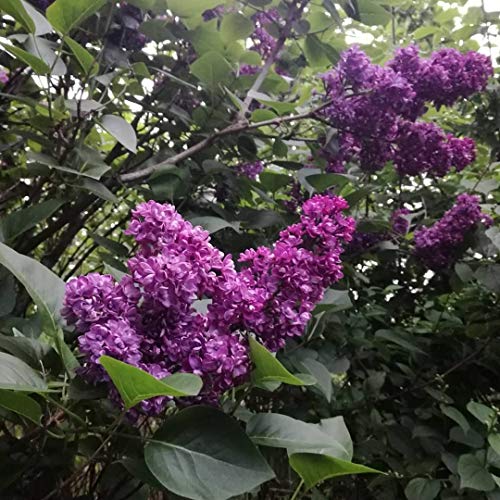 Lilla lilla/viola / 100 semi – Ecopalm.it