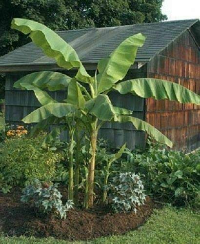 Parts Of Banana Tree