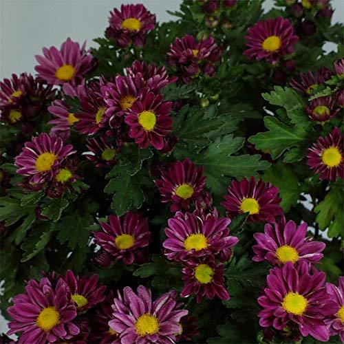 PlantVlant Sevanthi Chrysanthemum Purple Live Flowering Plant : Amazon ...