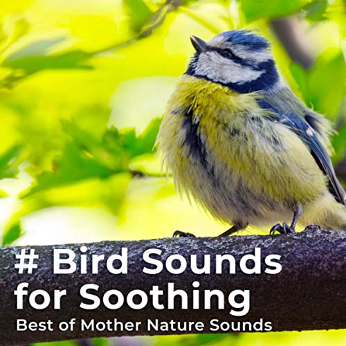 Play # Bird Sounds for Soothing by Best of Mother Nature Sounds on ...