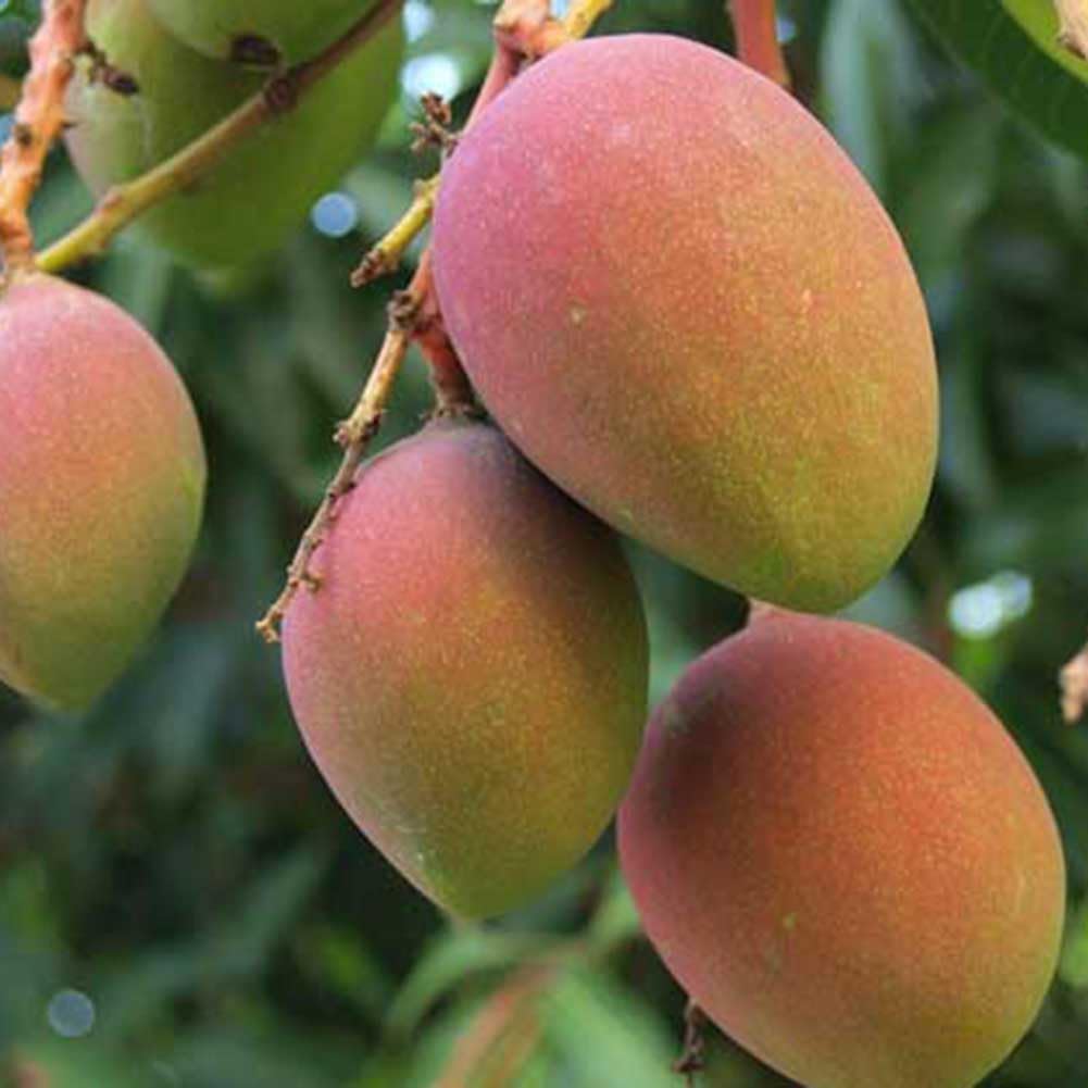 Albero Di Mango Nano Albero Di Mango: Tutti I Segreti Per Coltivarlo