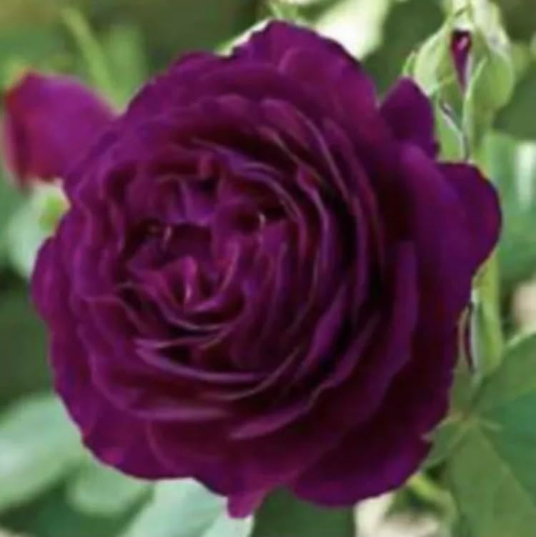 Deep Purple to Plum 3 Litre Pot Potted Hybrid Tea/Floribunda Garden ...