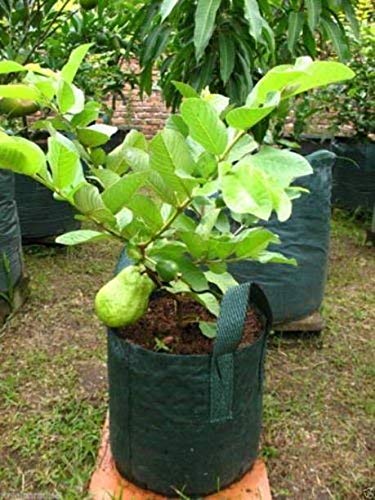 SJ STOCKS Rare Apple Guava (Red Flesh - Apple Shape) - 1 Live Plant ...