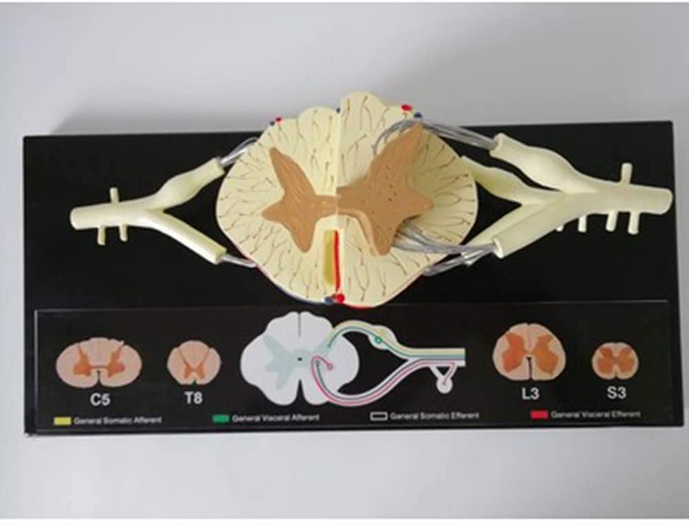 Labeled Spinal Cord Model Model Of Spinal Cord In Longitudinal Section