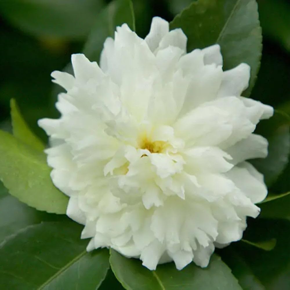 Amazon.com : EZ Growing Plants October Magic Ivory Camellia 5 Gallon ...