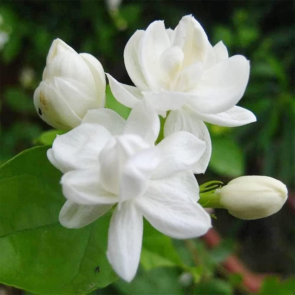 Amazon.com : QAUZUY GARDEN 5 Jasminum Sambac Jasmine Seeds, Arabian ...