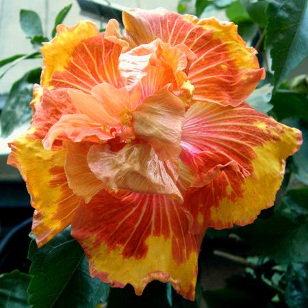 Florona Rare Chemparathi Plant Exotic Hibiscus 'Yellow Orange Blend' 1 ...