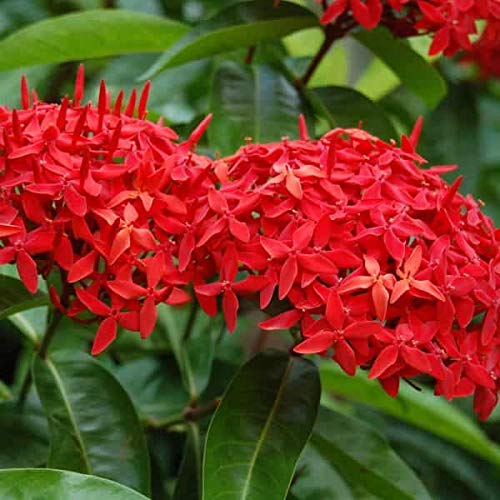 Shopaholic Red Rangan Rangana Ixora Coccinea Viruchi Kiskaara Kepale ...