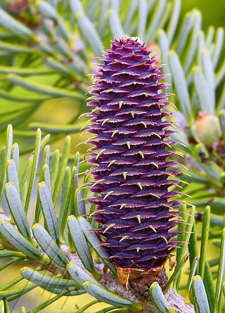 Korean fir - Grow plants