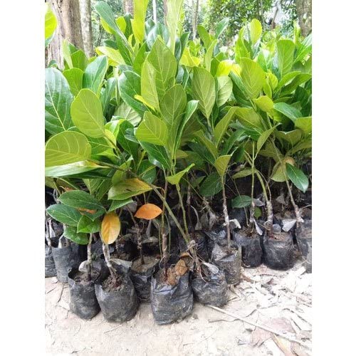Oxygreenplant Katahal,Palaa,Phanas Grafted Healthy Live Plant Actual ...