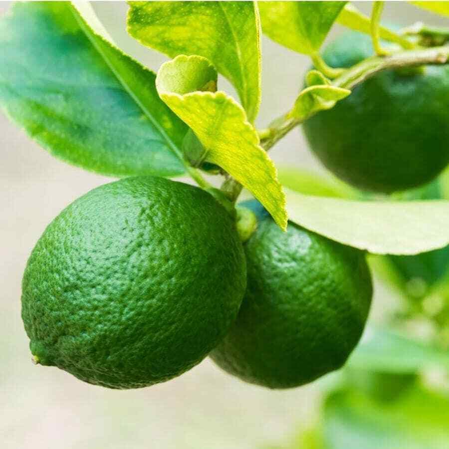 Mexican Key Lime Trees