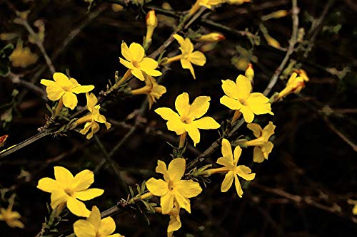 SelpLine | Jasmine Yellow, Pili Chameli Live Plant - One Flower Plant ...