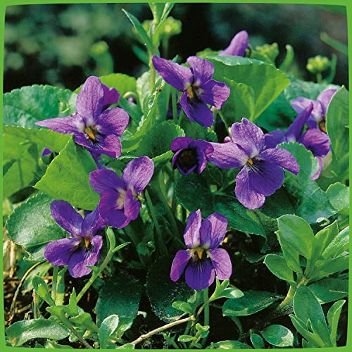 Gartenalpenveilchen – Die 15 besten Produkte im Vergleich - Heim & Werk ...