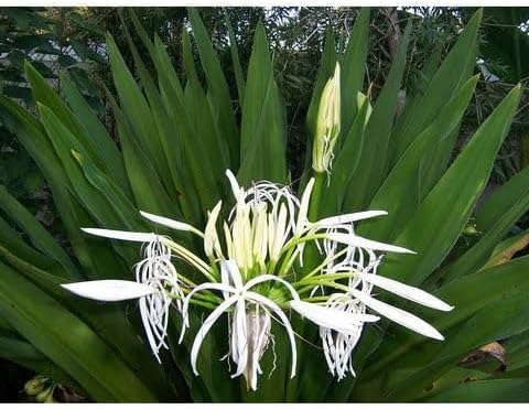 Sudarshan Plant (Crinum asiaticum) Live Medicinal Plant | Ayurvedic ...