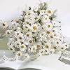 Amazon.com: Jtoder Dried Daisy Flowers Bouquet, 200+ Real Dry White ...