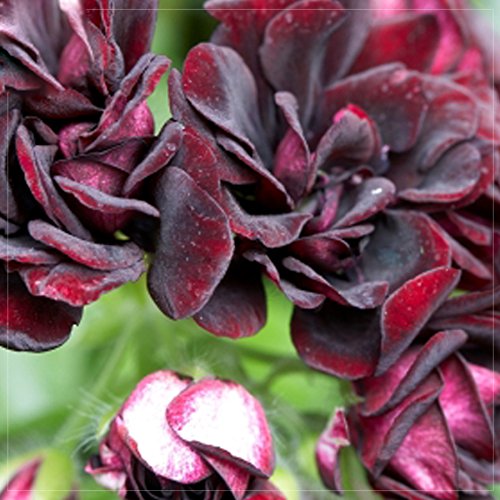 Buy Geranium Black Rose Pelargonium , 10 , Professional Pack ...