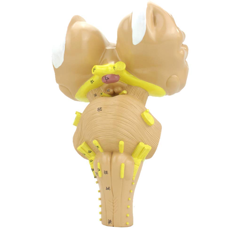 Cranial Nerves Brainstem Model