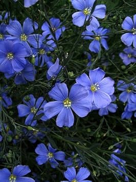 Amazon.com : Blue Flax (Linum Perenne) Perennial, 2 grams of Seeds ...