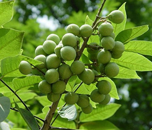 Creative Farmer Sapindus Emarginatus Known As Soapberries Or Soapnuts ...