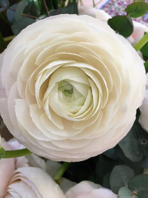 Siviga® Ranunculus flower bulbs for Your Garden | white Ranunculus ...