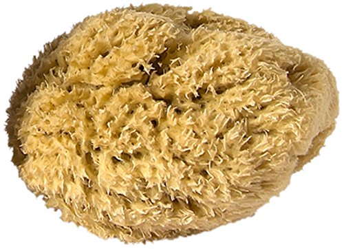 Amazon.com : Four Cow Farm Pohnpei Sponge : Health & Household