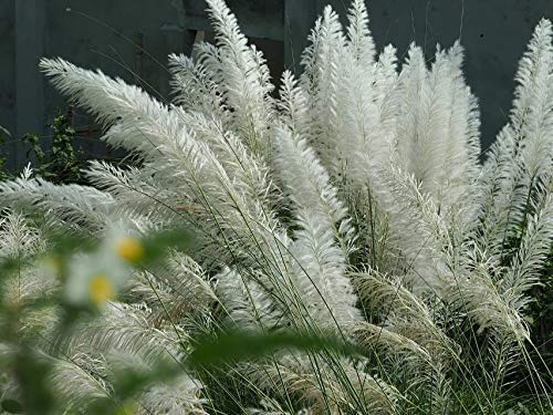 Platone's Live Kusha/Darbha Grass/Desmostachya bipinnata Plant With Pot ...