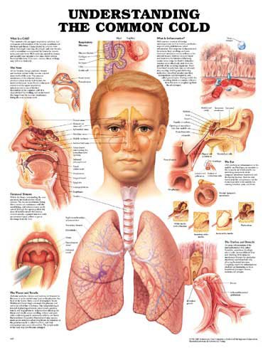 Understanding the Common Cold Anatomical Chart: Anatomical Chart ...