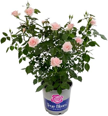 Amazon.com : True Bloom 'True Bliss' Pink Rose Bush, Live Roses & Rose ...