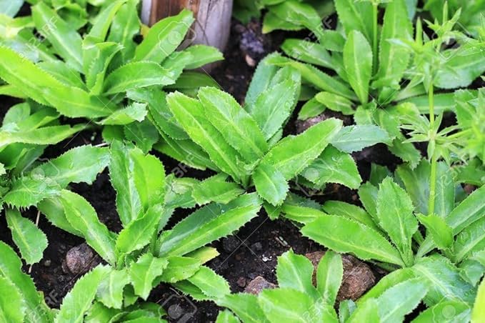 Rare African Coriander/Culantro Medicinal Plant (Eryngium foetidum ...