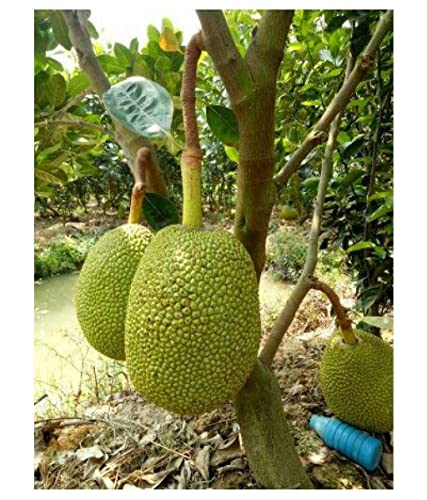 Buy Creative Farmer Vietnam Super Early Jackfruit Plant Super Dwarf ...