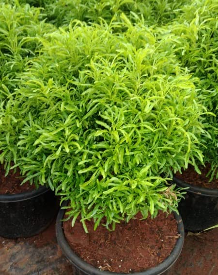 Green view® "Ariella Plant"Occidentalis -1 Healthy Live Super Exotic ...