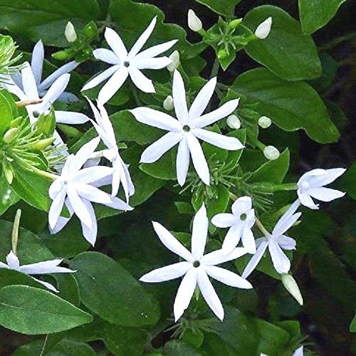 GREEN LINE Kund Jasmine Star Jasmine Winter Jasminum Multiflorum Molla ...