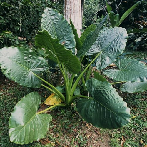 Planta Oreja de Elefante Precio: Belleza natural para tu hogar - Mi Hogar