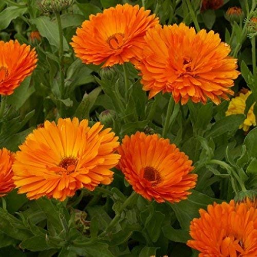 Golden Hills Farm® (AVG 50-500) seeds Calendula Officinalis Fiesta ...