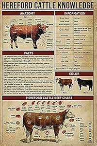 Amazon.com: ESETASOT Hereford Cattle Knowledge Metal Tin Signs Vintage ...