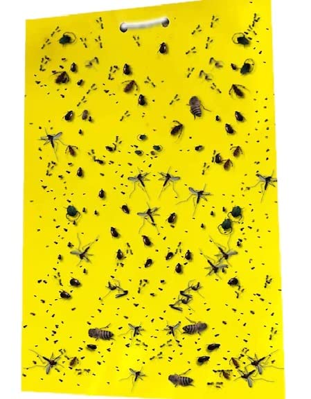 Myfam Fly Trap Insect Catcher - Killer Sticky Trap Pads for Insects ...