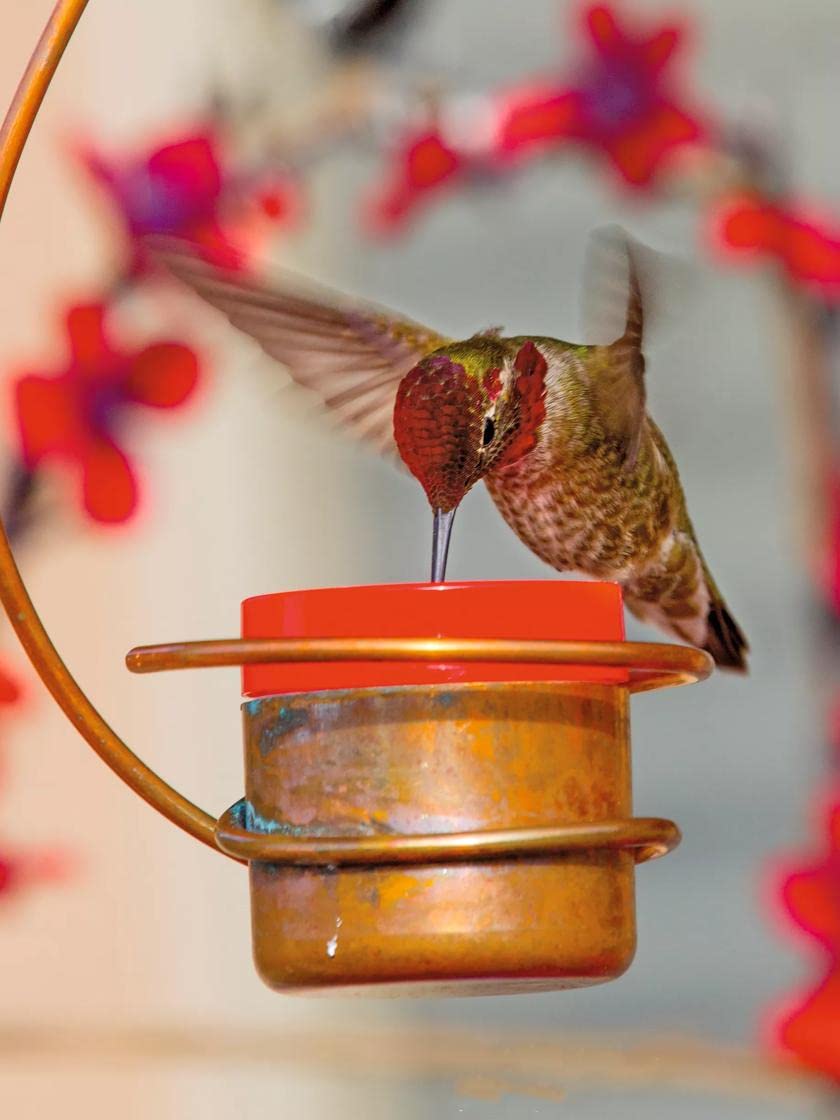 Amazon.com : Gardener's Supply Company Copper Hummingbird Feeder ...