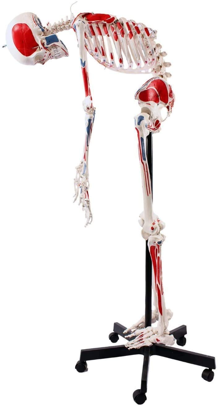 Assembly Model 180cm Musculoskeletal Model Life Size With Painted ...