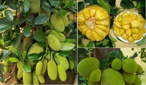 Green view® Jack Fruit-Honey Panasa(Grafted) - Fruit Plants & Tree ...