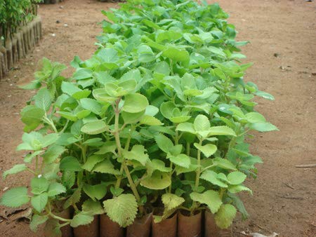 Creative Farmer Panikoorka Or Navara (Indian Borage) Family: Lamiaceae ...