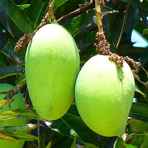 all time mango fruit plant gff : Amazon.in: Garden & Outdoors