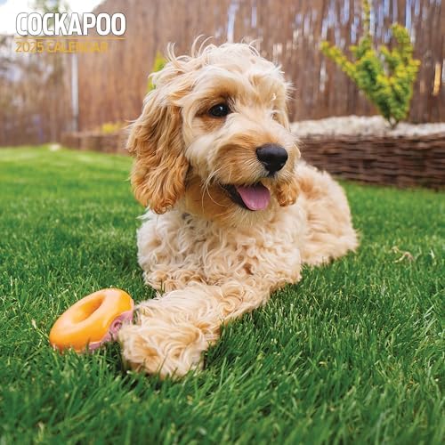 Cockapoo 2025 Traditional Calendar : Amazon.co.uk: Stationery & Office ...