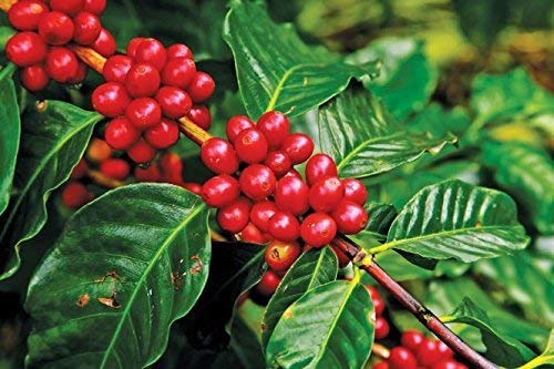 Tends India Rare Exotic Spice Coffee Plant Huge Production Chandragiri ...